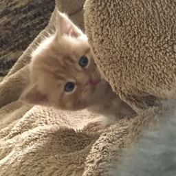 tea party with suzan - Screenshots - Minecraft Modpacks - CurseForge