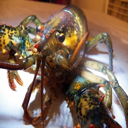 lobster infestation - Minecraft Mods - CurseForge