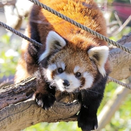 Red Panda Paintings - Minecraft Resource Packs - CurseForge