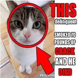 Shiba's Fun Pack - Screenshots - Minecraft Modpacks - CurseForge