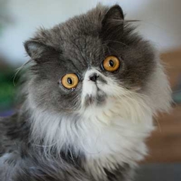 Lasagna party - Minecraft Modpacks - CurseForge