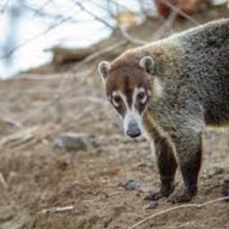 fixfire - Minecraft Modpacks - CurseForge