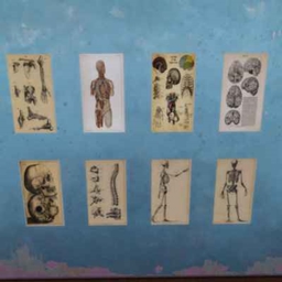 Install Anatomy posters - The Sims 4 Mods - CurseForge