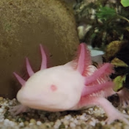 TFG: New Horizons - Minecraft Modpacks - CurseForge