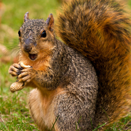 Scarlet Enclave Loot Tables - World of Warcraft Addons - CurseForge