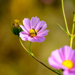 via is cool - Files - Minecraft Modpacks - CurseForge