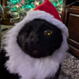 VeryGames | High-Performance Game Servers & DediGames® Box