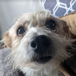 CodeBebeLib - codebebelib-2.0.0-beta.jar - Minecraft Mods - CurseForge