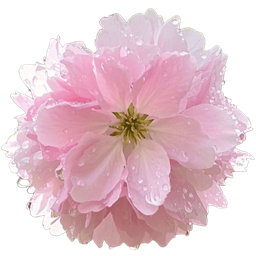 Realistic Cherry Blossom Fall Texture - Files - Minecraft Resource ...