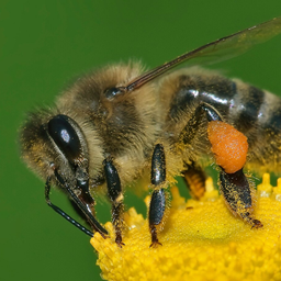 Bee Ghasts - File - Minecraft Resource Packs - CurseForge