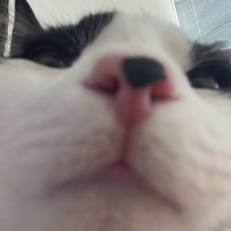 Homestead tweaked. - Files - Minecraft Modpacks - CurseForge