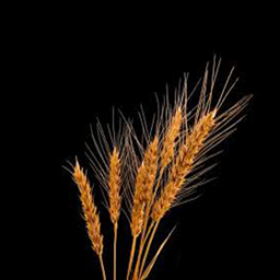 Bread baking - Minecraft Mods - CurseForge