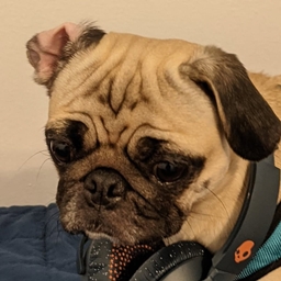 Pug Pack - Minecraft Resource Packs - CurseForge