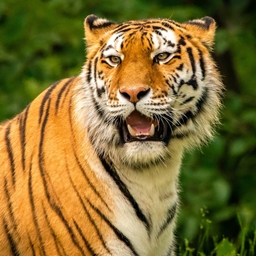 tiger!!! - Minecraft Bedrock Addons - CurseForge