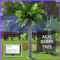 ACAI BERRY PALM Harvestable By icemunmun | Chinese Translation - Files ...