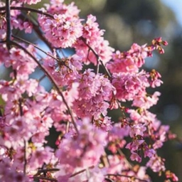 Terrafirmafake [optimized] - Terrafirmafake [optimized].zip - Minecraft ...