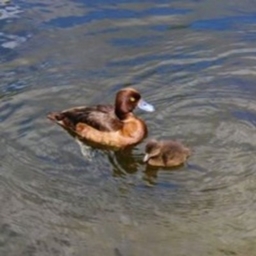 Modern textures in old versions - Files - Minecraft Resource Packs ...