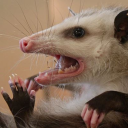 The Drunken Opossum - Minecraft Modpacks - CurseForge