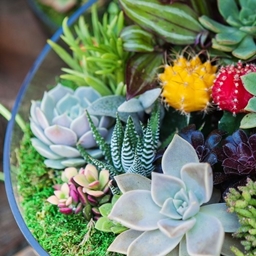 Terrarium - Minecraft Modpacks - CurseForge