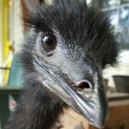 BIG EMU ENERGY - Minecraft Modpacks - CurseForge