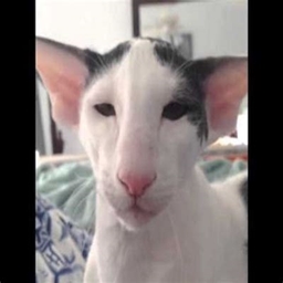 CJ's Fun Time - Gallery - Minecraft Modpacks - CurseForge