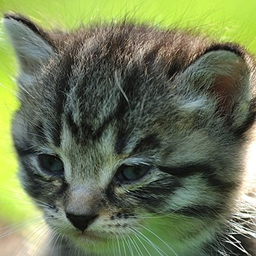 The Tech Cat(CurseForge) - Gallery - Minecraft Modpacks - CurseForge