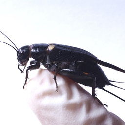 Doggos Pack 2 - Minecraft Modpacks - CurseForge