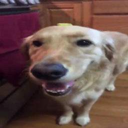 butta dawg - Minecraft Modpacks - CurseForge