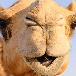 Install Chameau 3 - Minecraft Mods & Modpacks - CurseForge