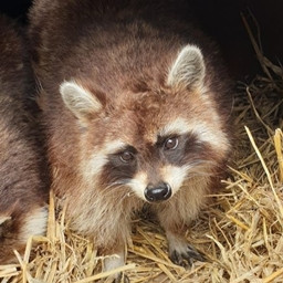 Garbage Dump - Minecraft Modpacks - CurseForge