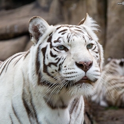 Nendi Gamepack - Minecraft Modpacks - CurseForge