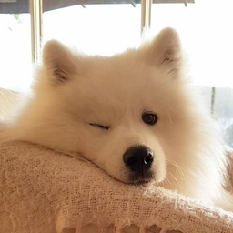 Mango Flavoured - Minecraft Modpacks - CurseForge