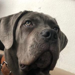 wawa mod - Gallery - Minecraft Mods - CurseForge