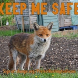 FoxyCraft - Minecraft Modpacks - CurseForge