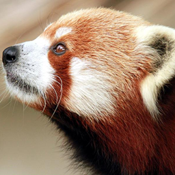 Red Panda Gone - Minecraft Modpacks - CurseForge