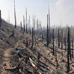 Charred Government SMP - Minecraft Modpacks - CurseForge