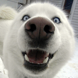Arctic Doge Modded Server (ABANDONED) - Minecraft Modpacks - CurseForge