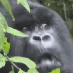 Nloi Expansion - Minecraft Modpacks - CurseForge