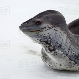 Seal Craft - Minecraft Modpacks - CurseForge