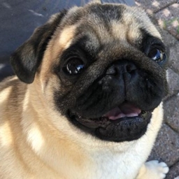 Pug Craft - Files - Minecraft Modpacks - CurseForge