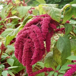 CFTM Amaranth - Minecraft Modpacks - CurseForge