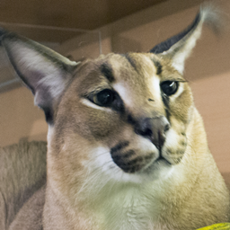 Floppa's! - Gallery - Minecraft Mods - CurseForge