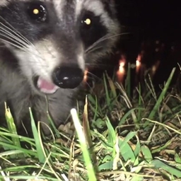 Wacky - Gallery - Minecraft Modpacks - CurseForge