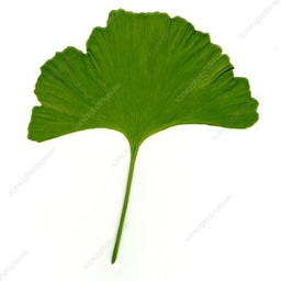 Falling Leaves SMP - Minecraft Modpacks - CurseForge