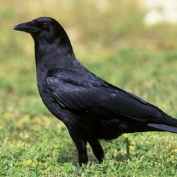 Crows_Craft_Smp4492 - Minecraft Modpacks - CurseForge