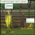 HARVESTABLE RICE GRAIN - Mods - The Sims 4 - CurseForge