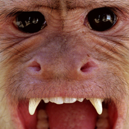 Install Monkey Miner - Minecraft Mods & Modpacks - CurseForge