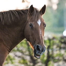 A Happy Farmer's Life - Minecraft Modpacks - CurseForge
