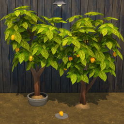 brazenlotus | CurseForge Pro