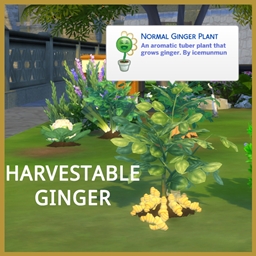 Harvestable Ginger - The Sims 4 Mods - CurseForge